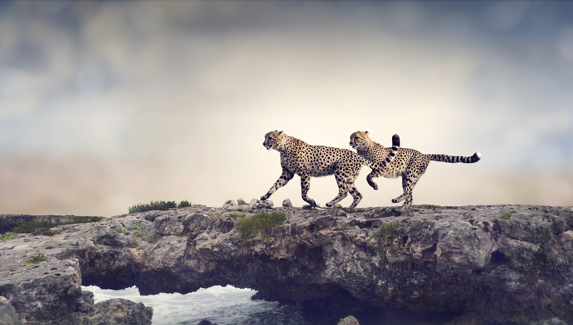 Stichting SPOTS | Bescherming van bedreigde, wilde katachtigen