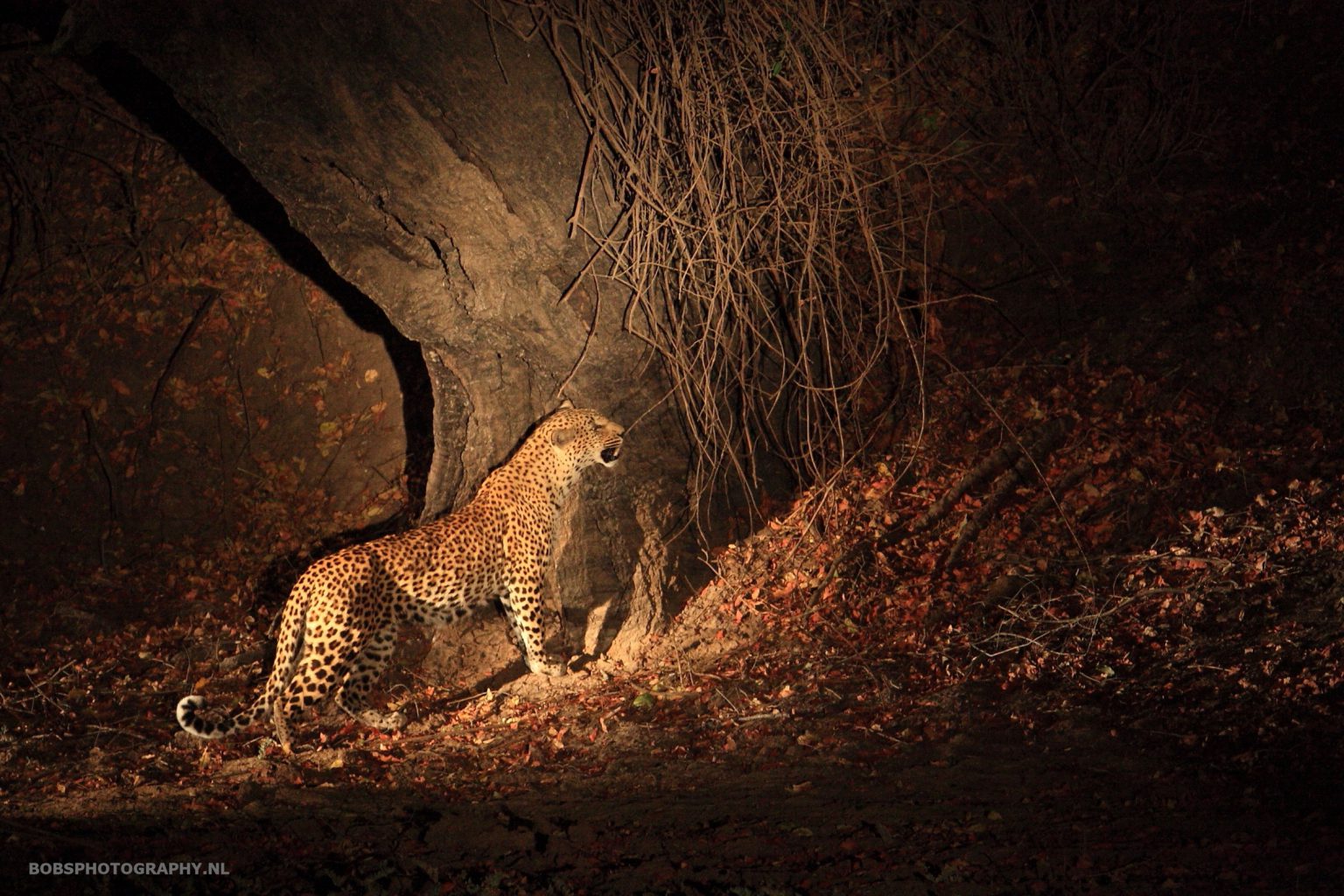 Luipaard | Stichting SPOTS