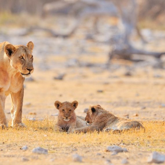 Alle overige katachtigen | Stichting SPOTS