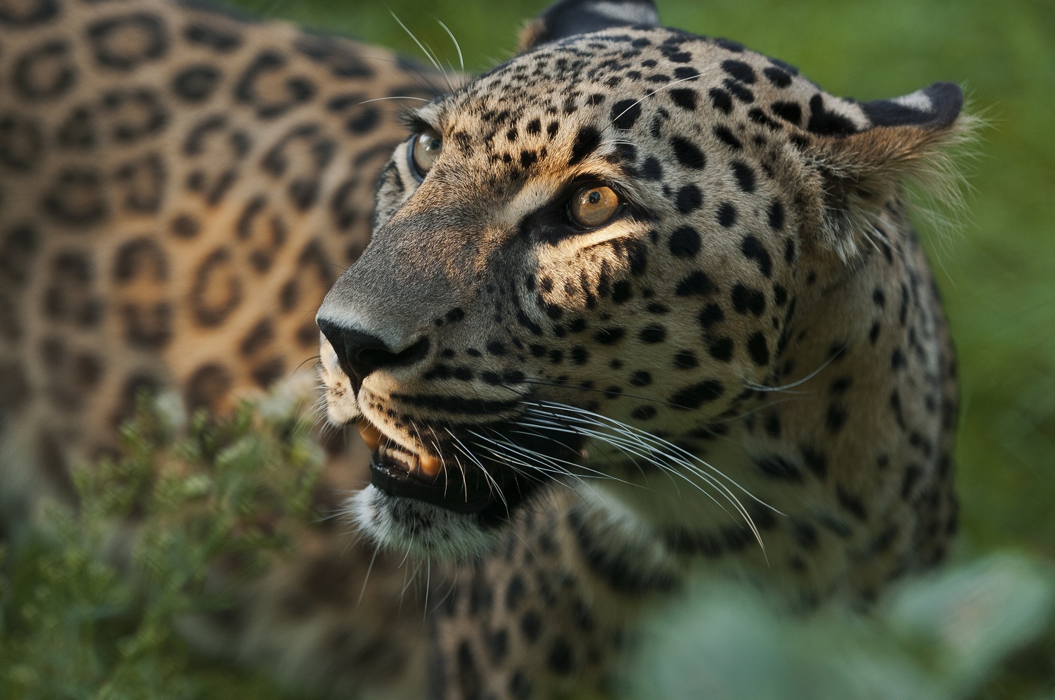 Luipaard | Stichting SPOTS