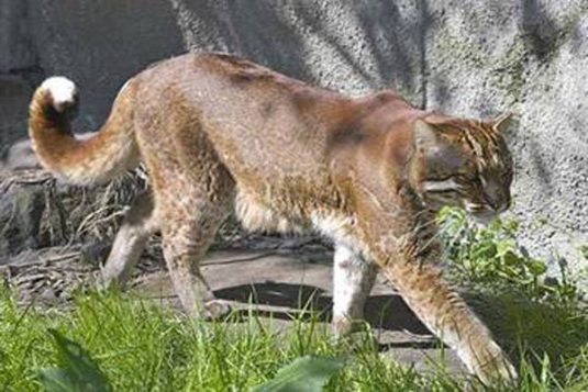 Aziatische goudkat | Stichting SPOTS