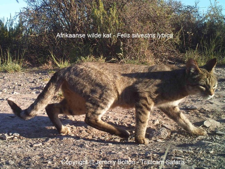 Afrikaanse wilde kat | Stichting SPOTS