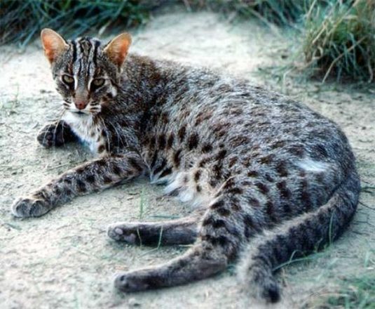 Bengaalse kat | Stichting SPOTS