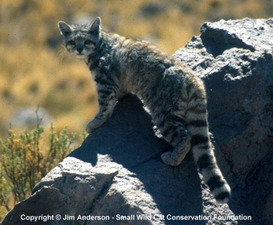 Bergkat (Andes kat) | Stichting SPOTS