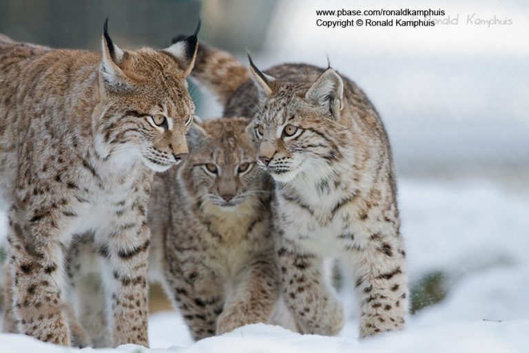 Euraziatische lynx | Stichting SPOTS