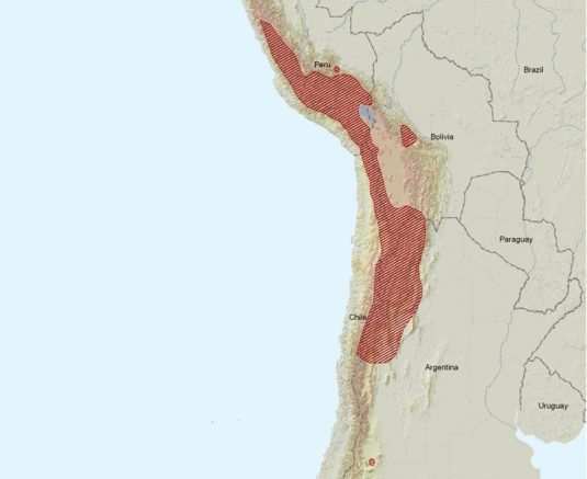 Bergkat (Andes kat) | Stichting SPOTS