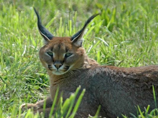 Caracal | Stichting SPOTS