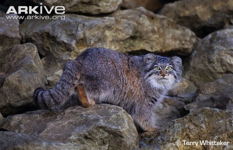 Manoel of Pallas’ kat | Stichting SPOTS