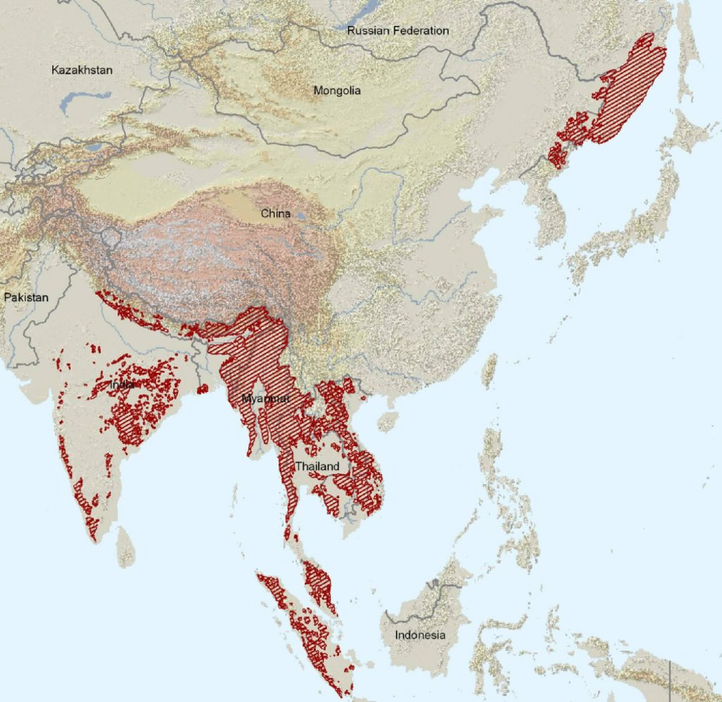 Tijger | Stichting SPOTS