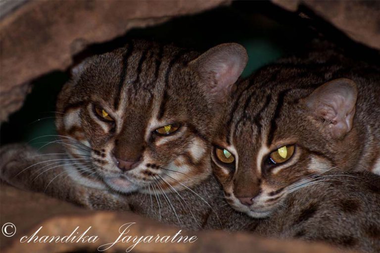 Roestkat | Stichting SPOTS