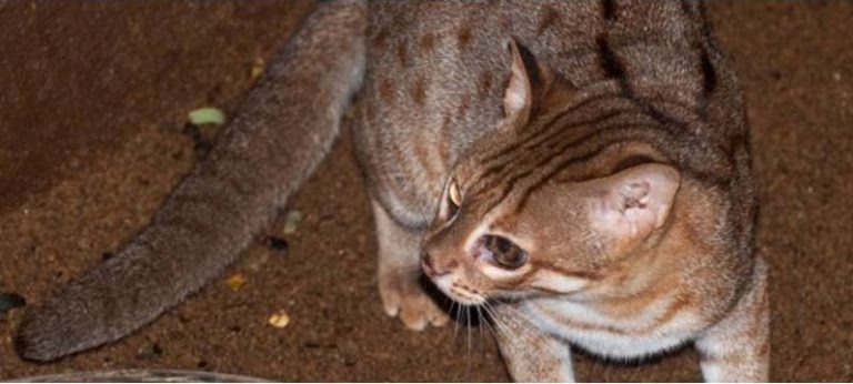 Roestkat | Stichting SPOTS