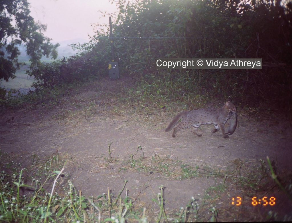 Roestkat | Stichting SPOTS