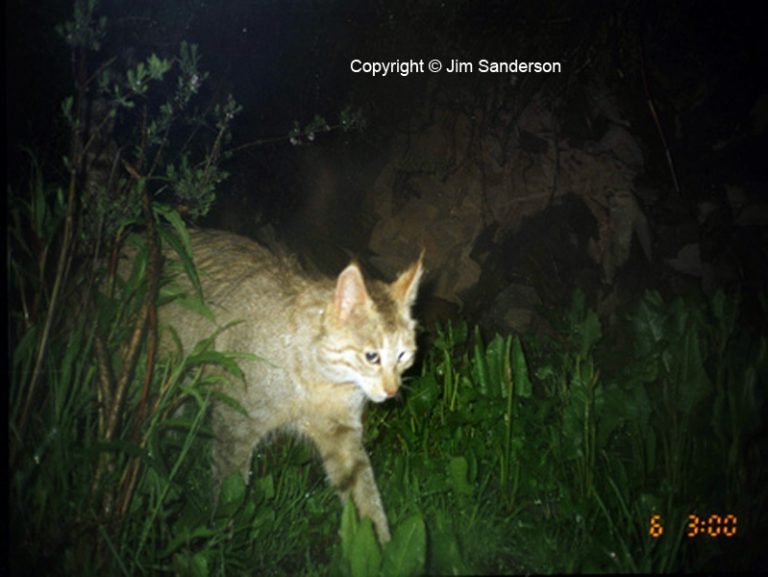 Gobikat of Chinese bergkat | Stichting SPOTS