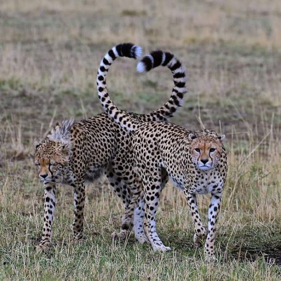 Spreekbeurten katachtigen | Stichting SPOTS