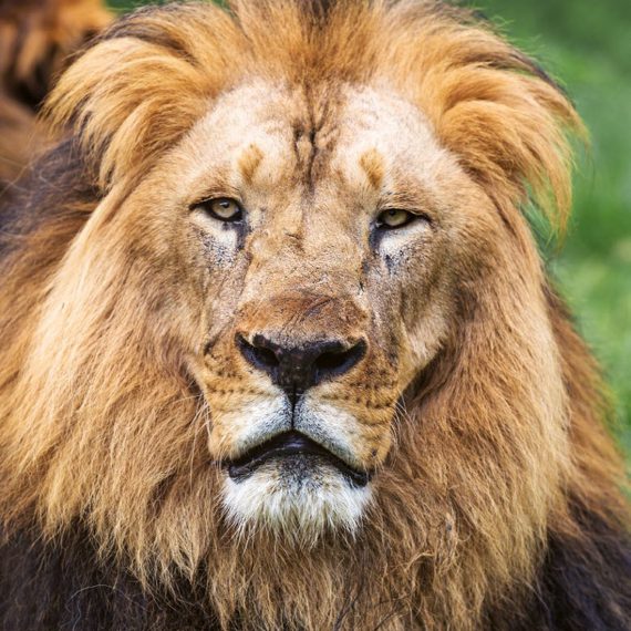 Alle overige katachtigen | Stichting SPOTS