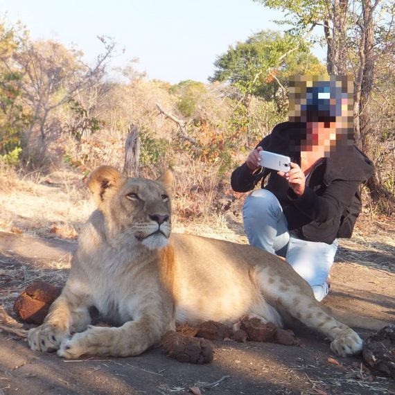 Alle overige katachtigen | Stichting SPOTS