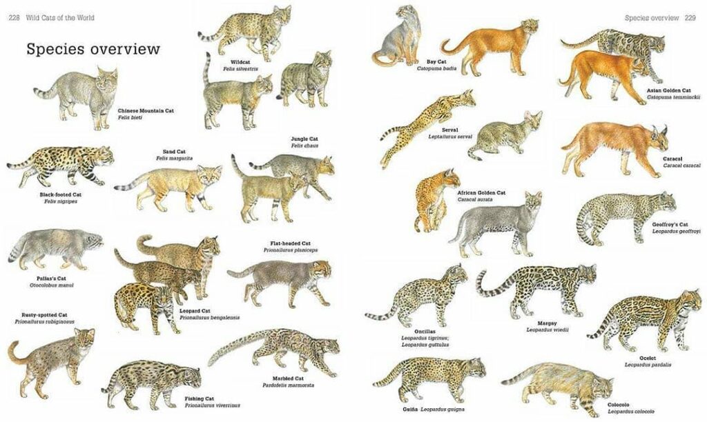 Jaarlijkse project kleine kattensoort | Stichting SPOTS