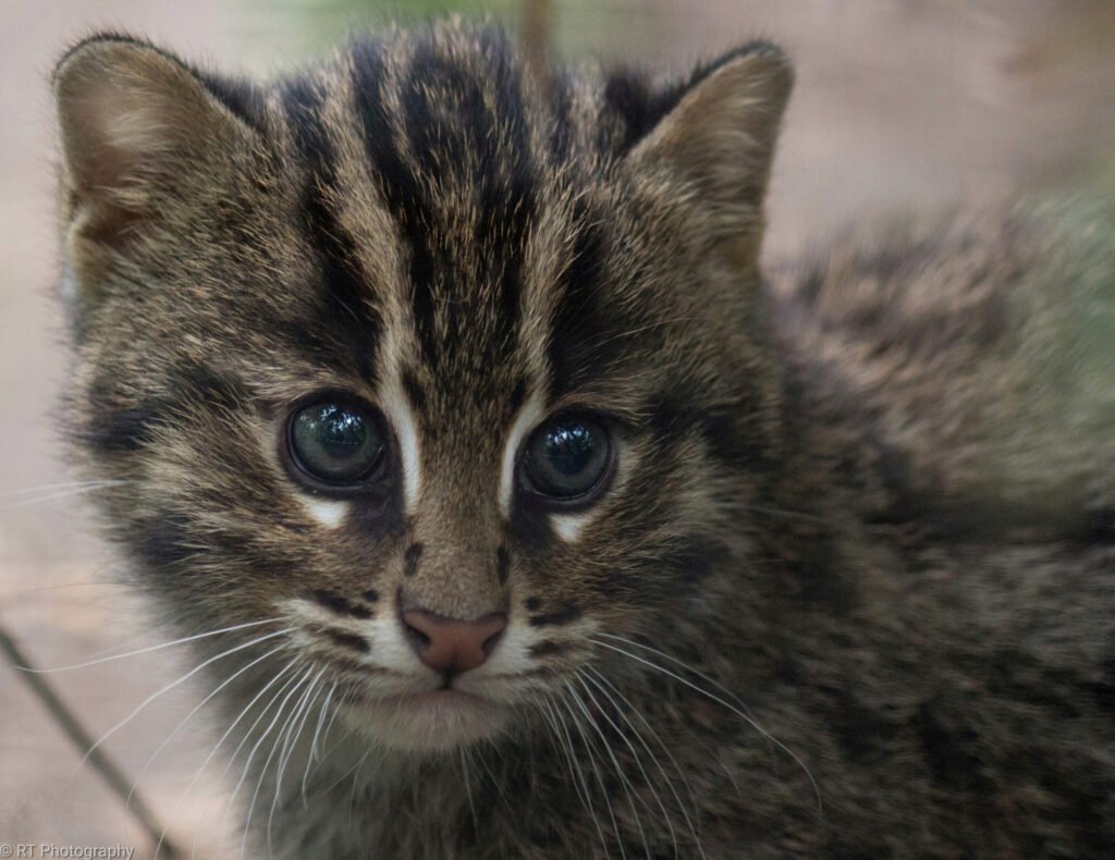 Vissende kat – kleine kat van 2022 | Stichting SPOTS