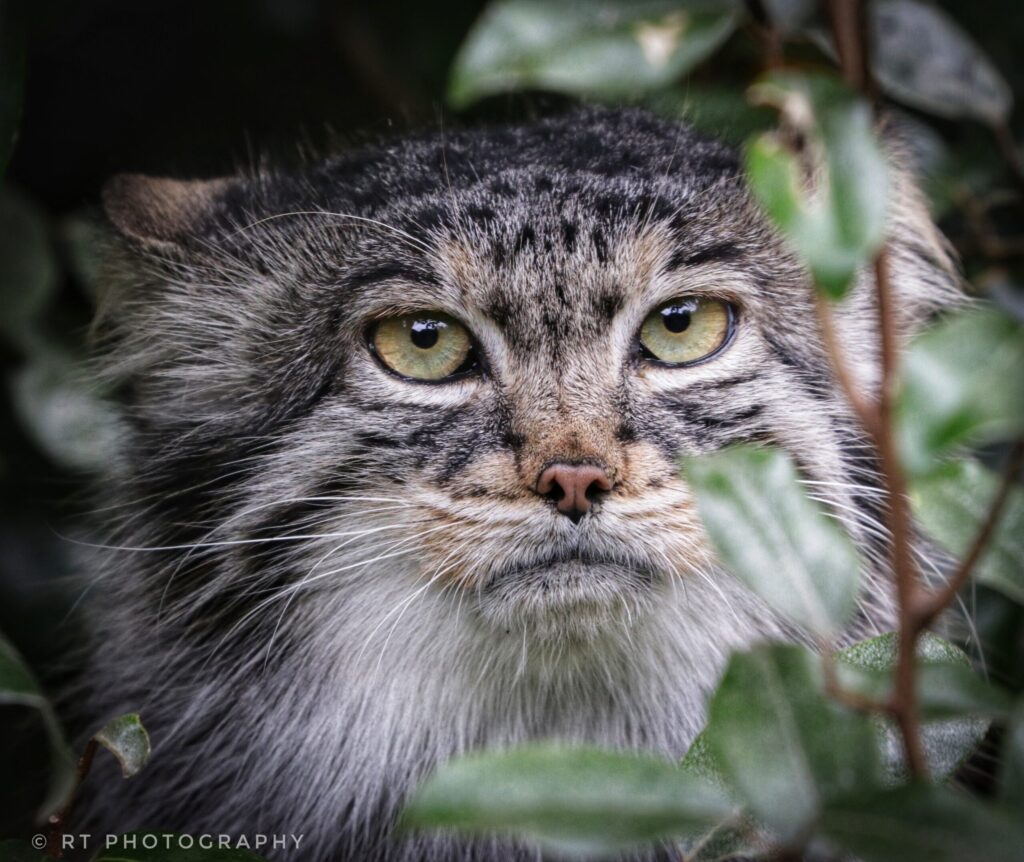 Manoel (Pallas kat) | Stichting SPOTS