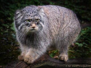 Manoel (Pallas kat) | Stichting SPOTS