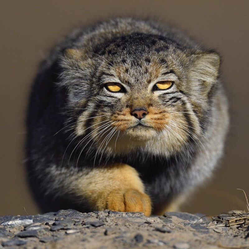 Manoel of Pallas’ kat | Stichting SPOTS