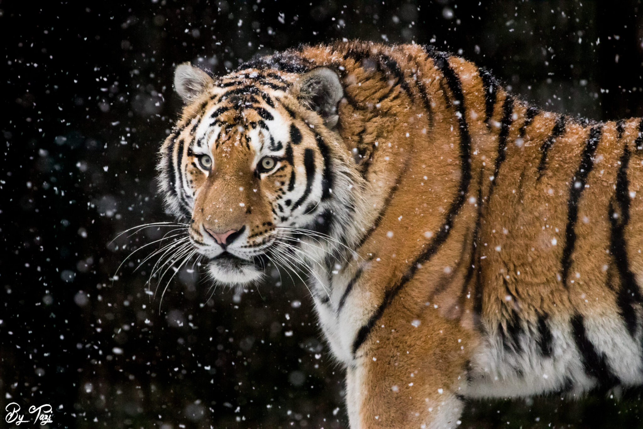 Tijger | Stichting SPOTS