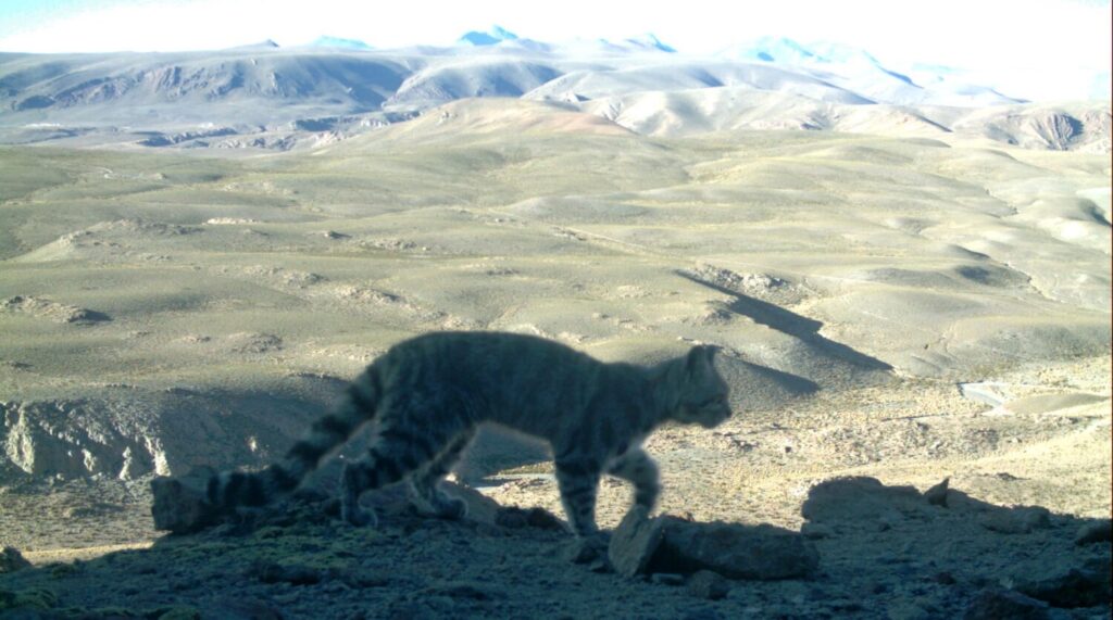 Bergkat (Andeskat) | Stichting SPOTS