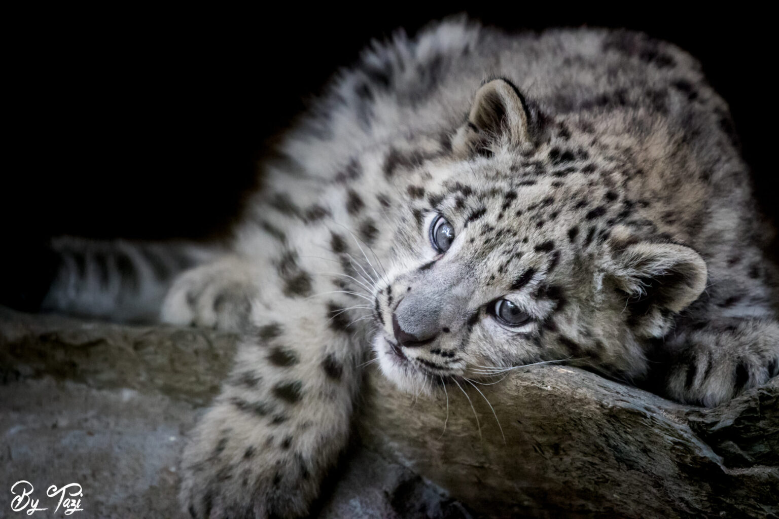 Sneeuwpanter | Stichting SPOTS