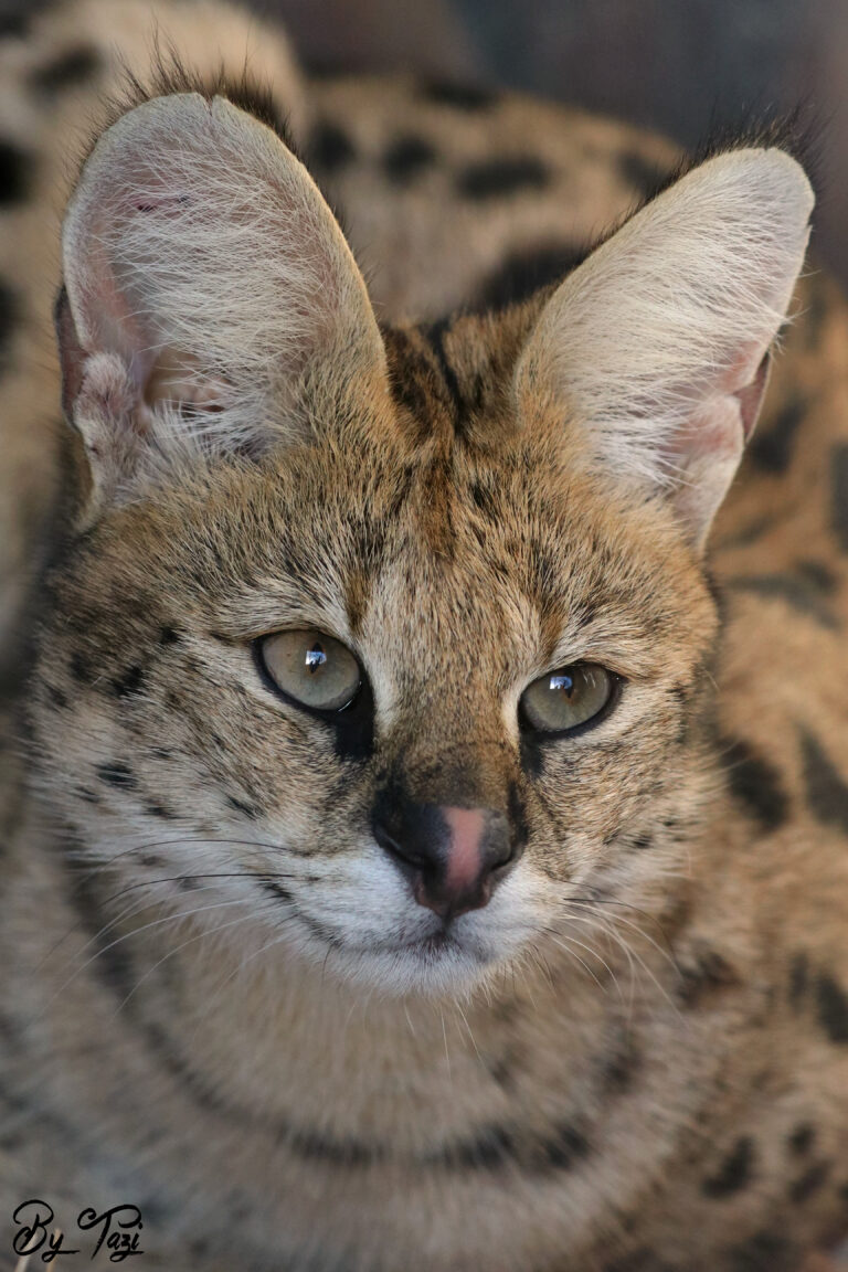 Serval | Stichting SPOTS