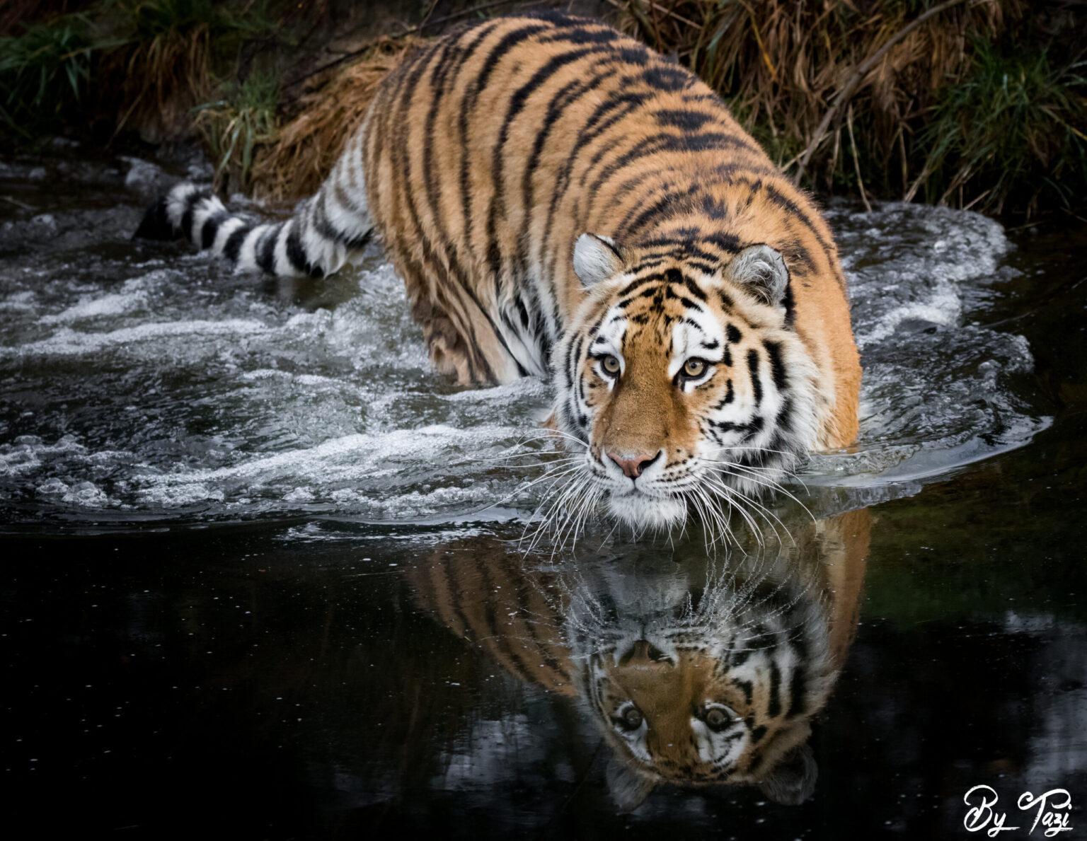 Tijger | Stichting SPOTS