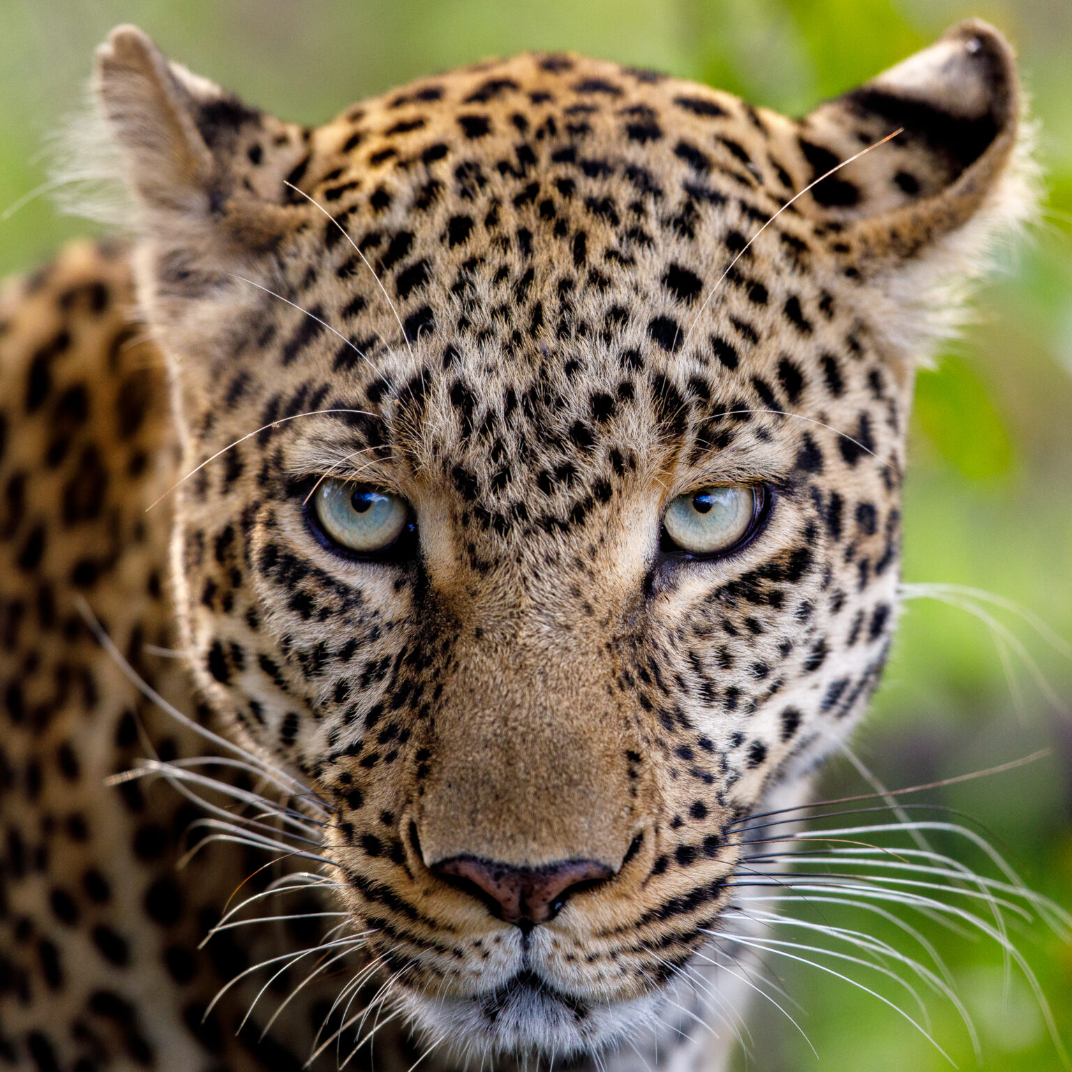 Luipaard | Stichting SPOTS