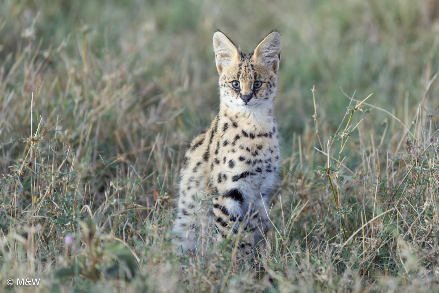 Serval | Stichting SPOTS