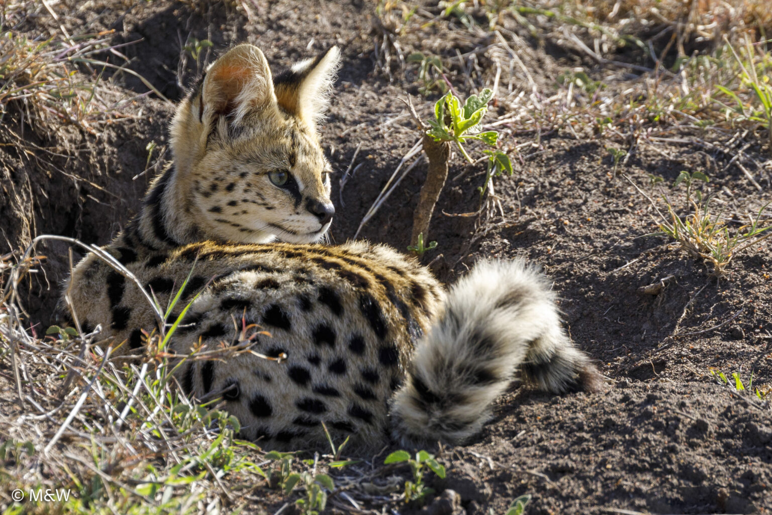 Serval | Stichting SPOTS