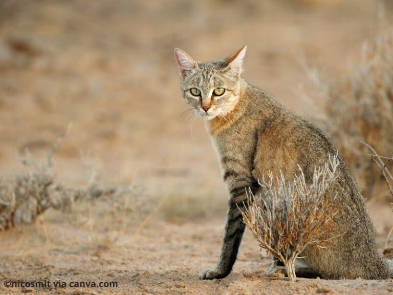 Afrikaanse wilde kat | Stichting SPOTS