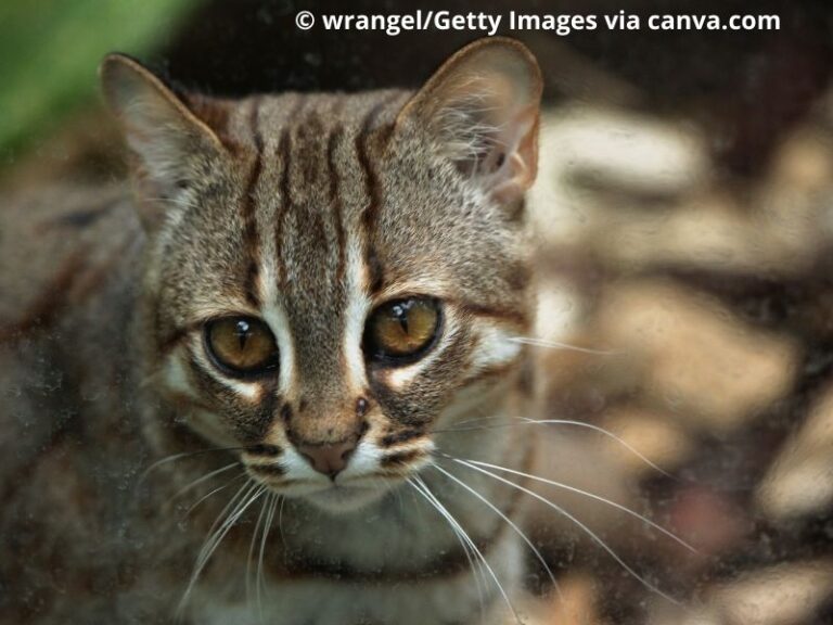 Roestkat | Stichting SPOTS