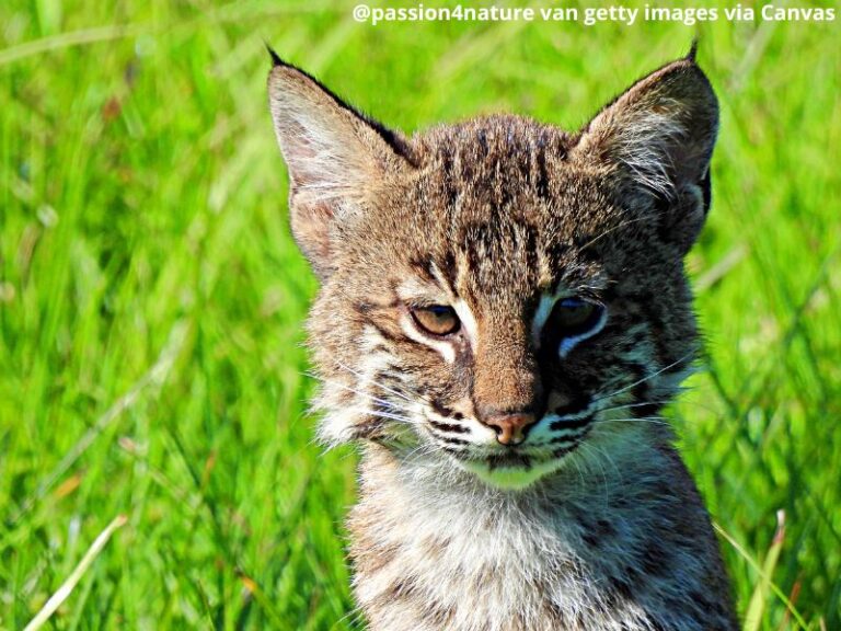 Rode lynx | Stichting SPOTS