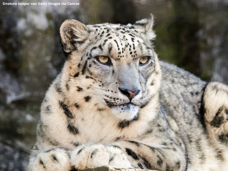 Sneeuwpanter (sneeuwluipaard) | Stichting SPOTS