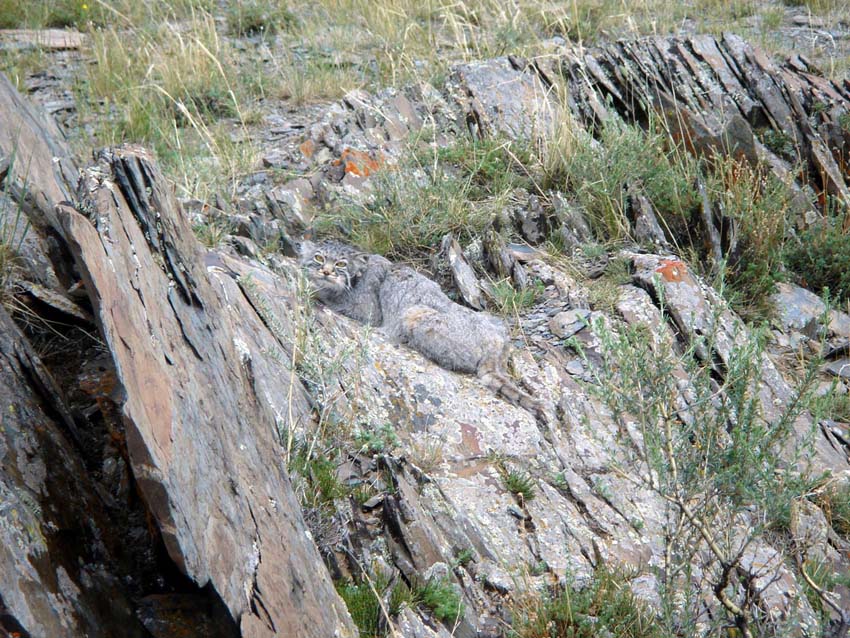 Manoel (Pallas kat) | Stichting SPOTS