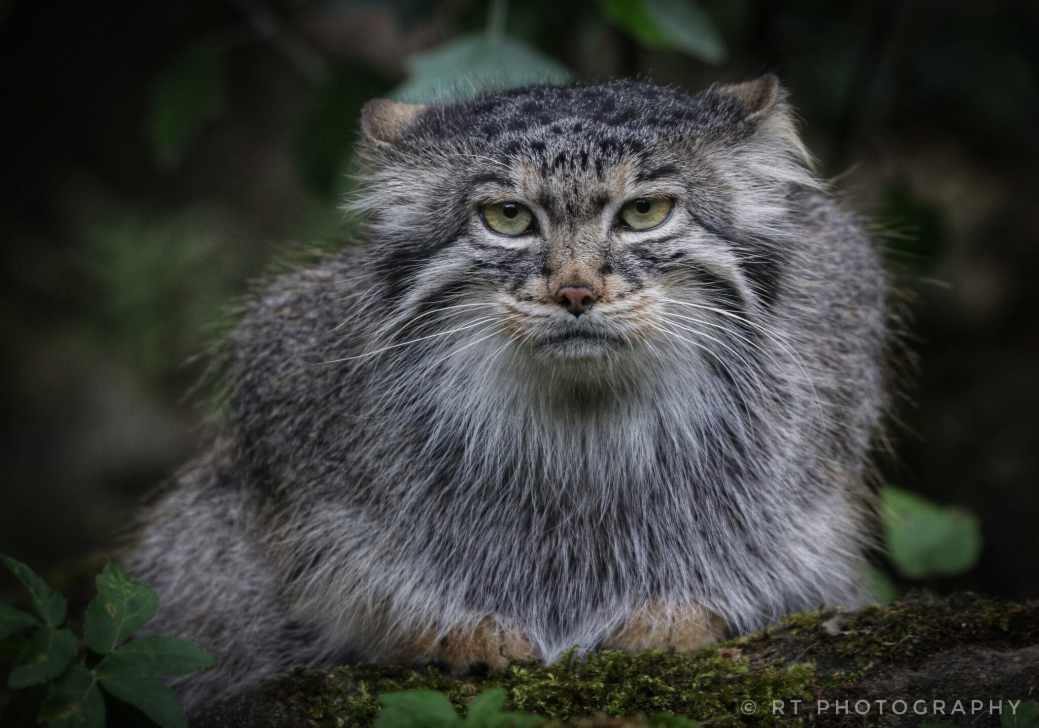 Manoel (Pallas kat) | Stichting SPOTS