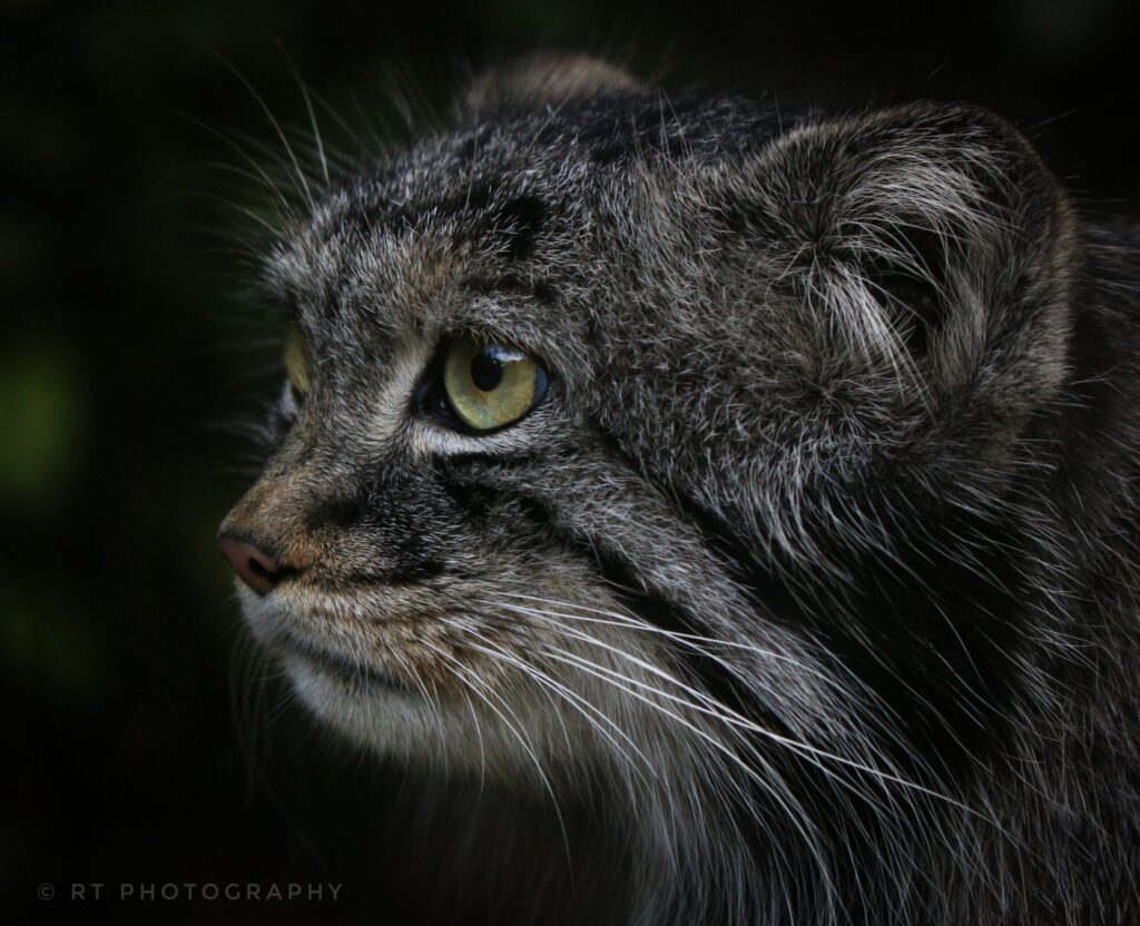 Manoel (Pallas kat) | Stichting SPOTS